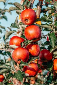The 15 Best Apple Orchards in Kentucky (& Southern Indiana) plus a Map ...
